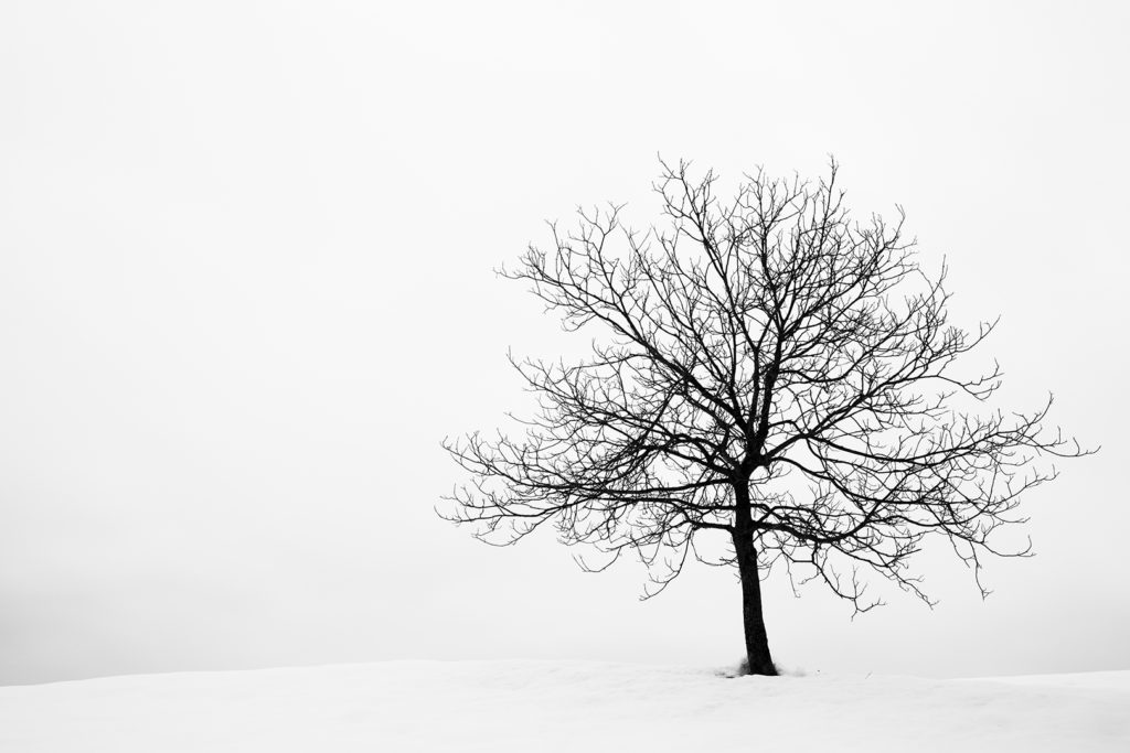 Tree photography - how it can help you improve your photography